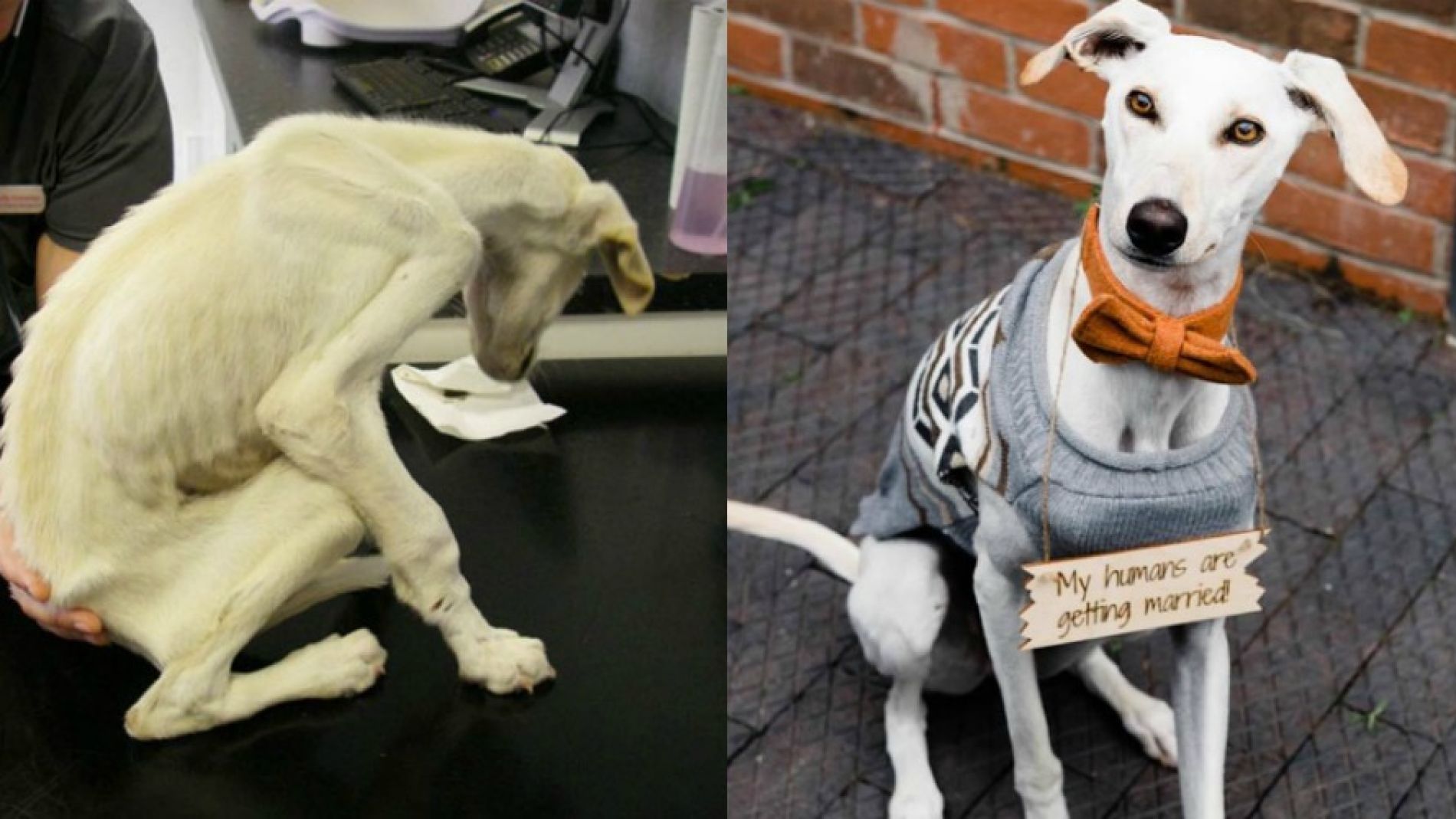 El Animal Más Flaco Del Mundo Listado Mamíferos Exóticos Como