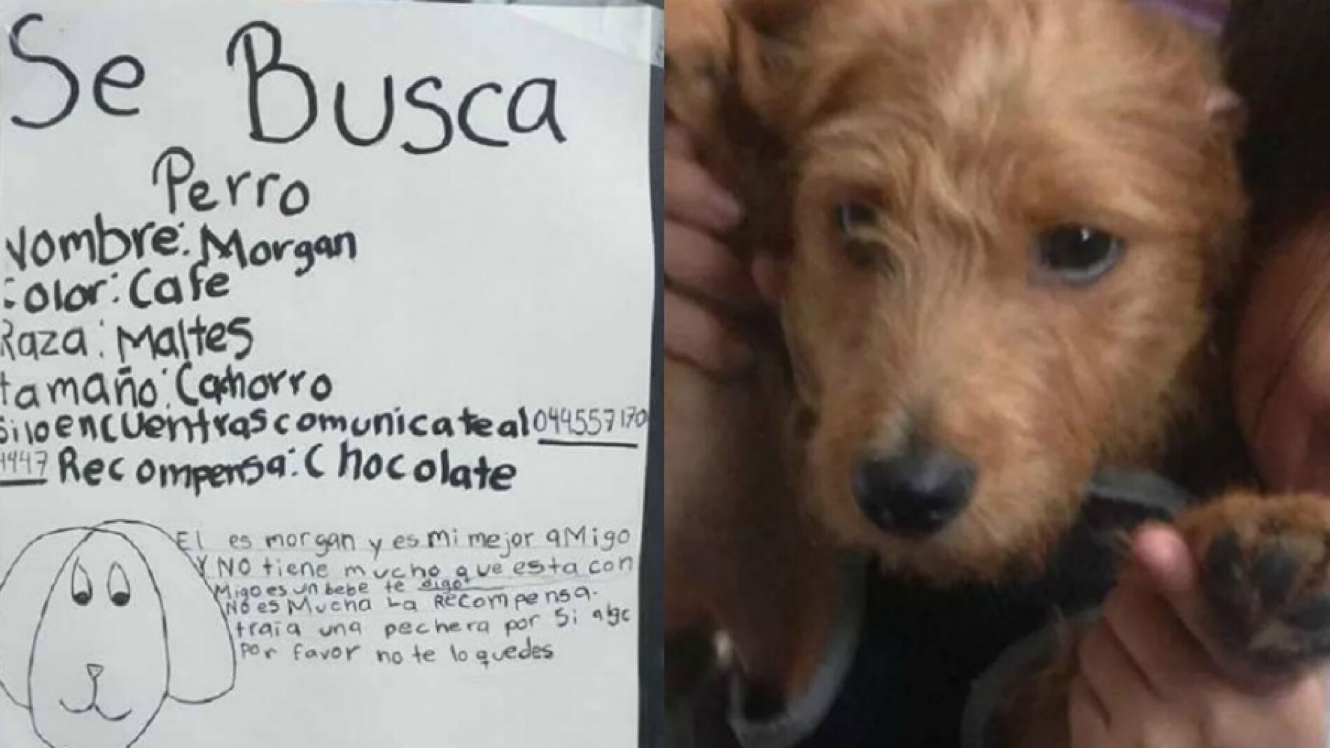 Este cartel de "Se busca perro" sin fotos realizado por una niña se ha ...