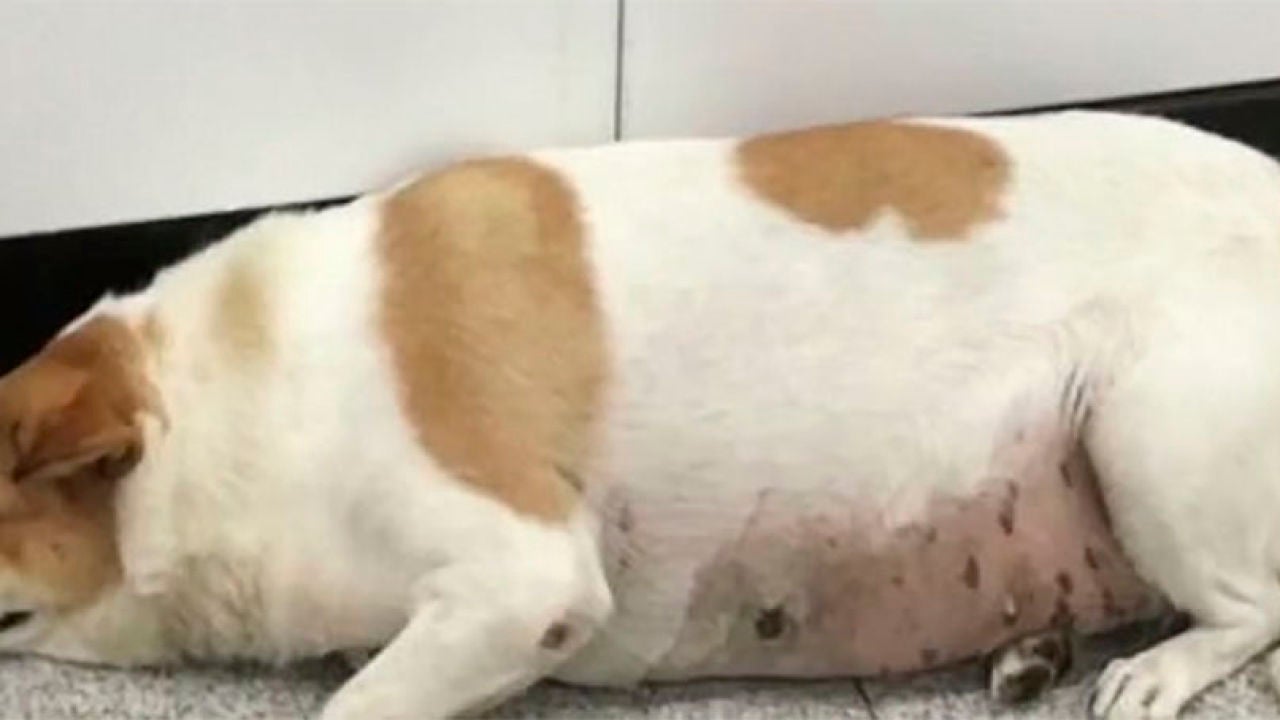 Se encuentran a esta perrita embarazada y el veterinario les da la ...