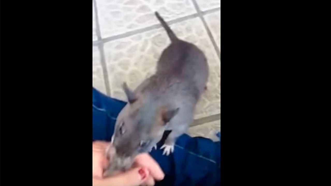 Te derretirá el corazón: esta rata le muestra a su dueña su tesoro más ...