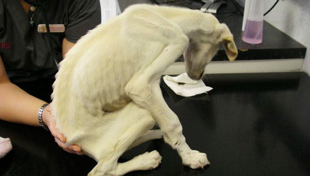 El perro más flaco del mundo se recupera y acompaña al altar a la mujer ...