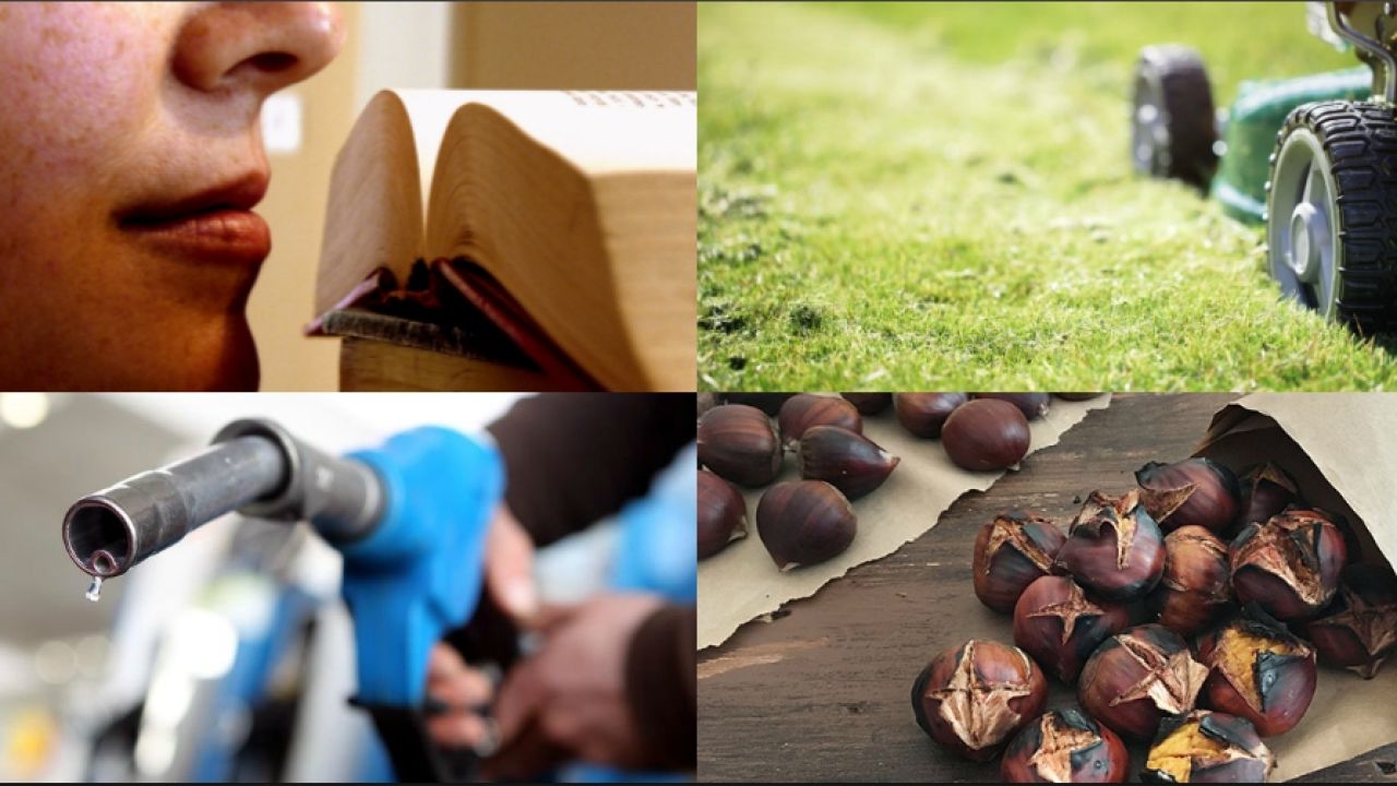 ¿Cuál es tu olor favorito? Estos son los 20 mejores olores que existen ...