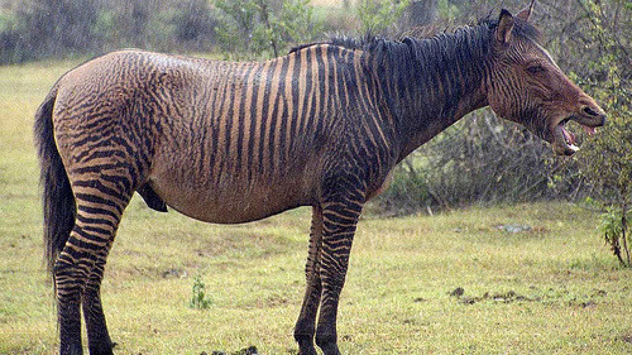 10 imposibles animales hibridos que no conocías