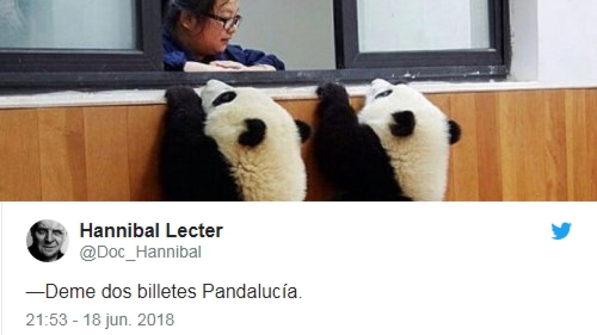 Dos pandas se asoman a un mostrador ¿El meme más adorable de la ...