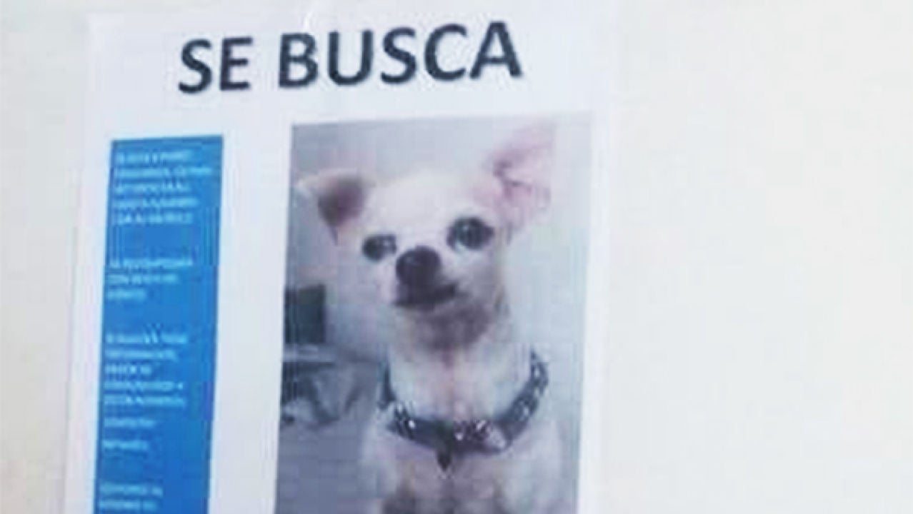 El cartel de este perro perdido se ha vuelto viral por un increible detalle