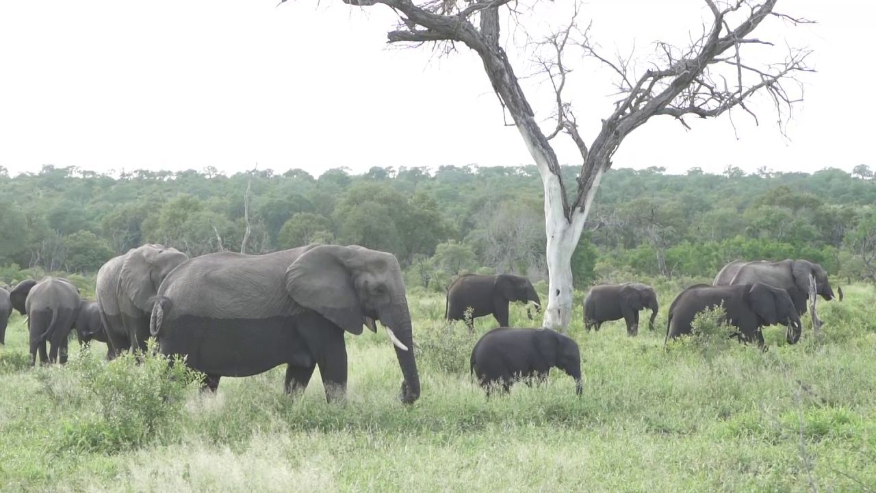VÍDEO: Descubren a un bebé elefante rosa como los de Disney