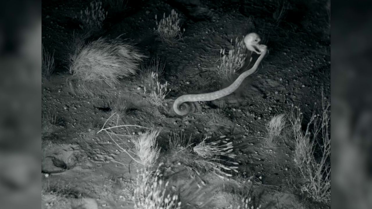 VÍDEO: Una rata ninja escapa del ataque mortal de una serpiente