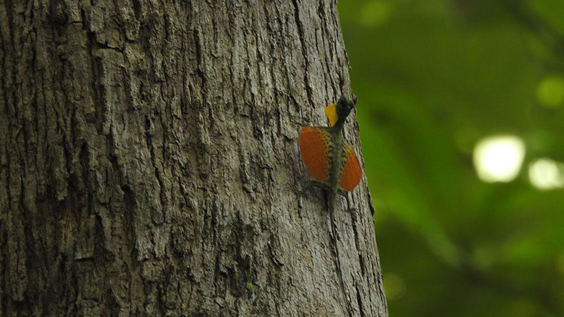 ¿Puedes verlos? Fotografían a unos lagartos perfectamente camuflados ...