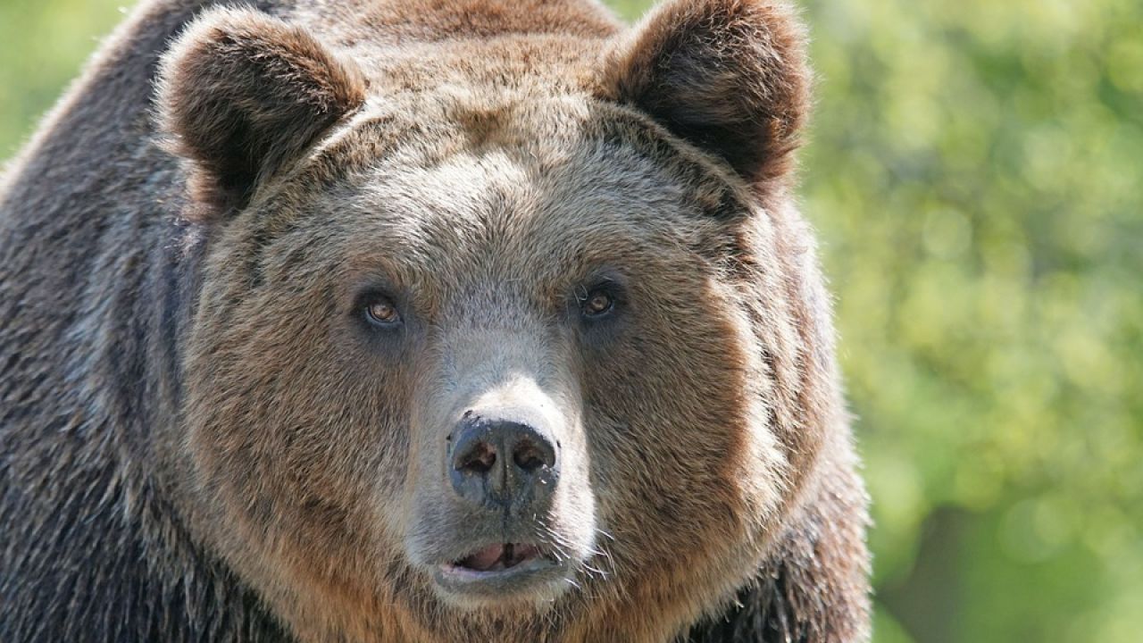 Un oso caza un alce en un bosque Suecia