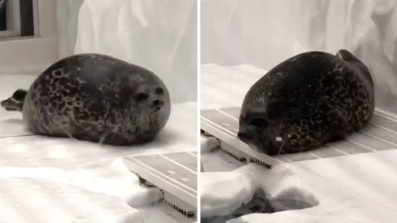 VÍDEO: Una foca obesa apenas puede moverse en un zoo de Osaka