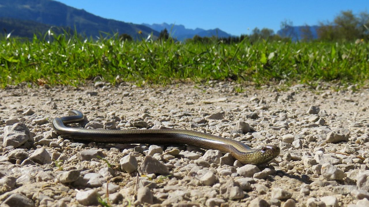 Una serpiente ataca al experto que tenía que capturarla