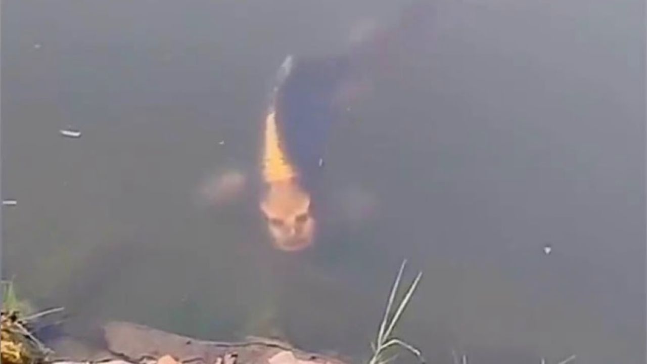 10 imposibles animales'mutantes' que se han vuelto virales este 2019