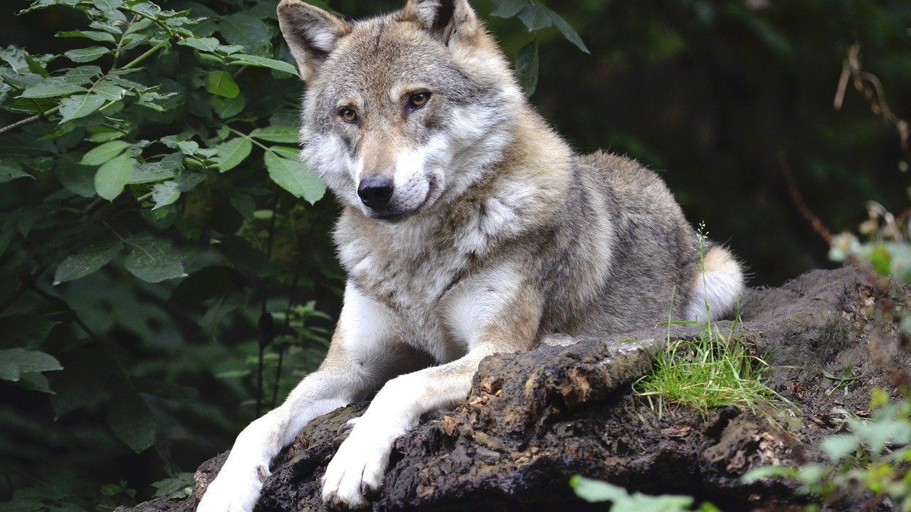 El asombroso parecido de un gato con un lobo que está revolucionando ...