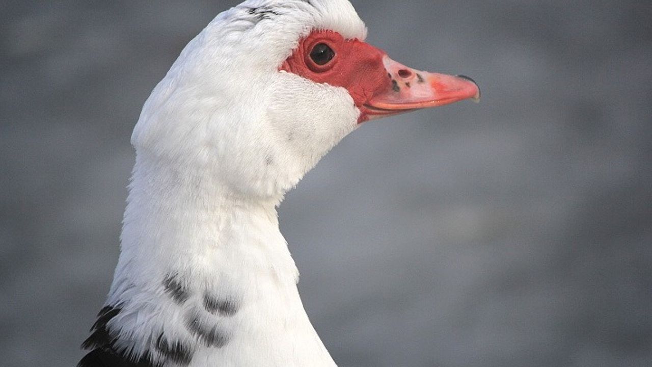 Los 8 peinados más rocambolescos de una extraña raza de pato que están ...