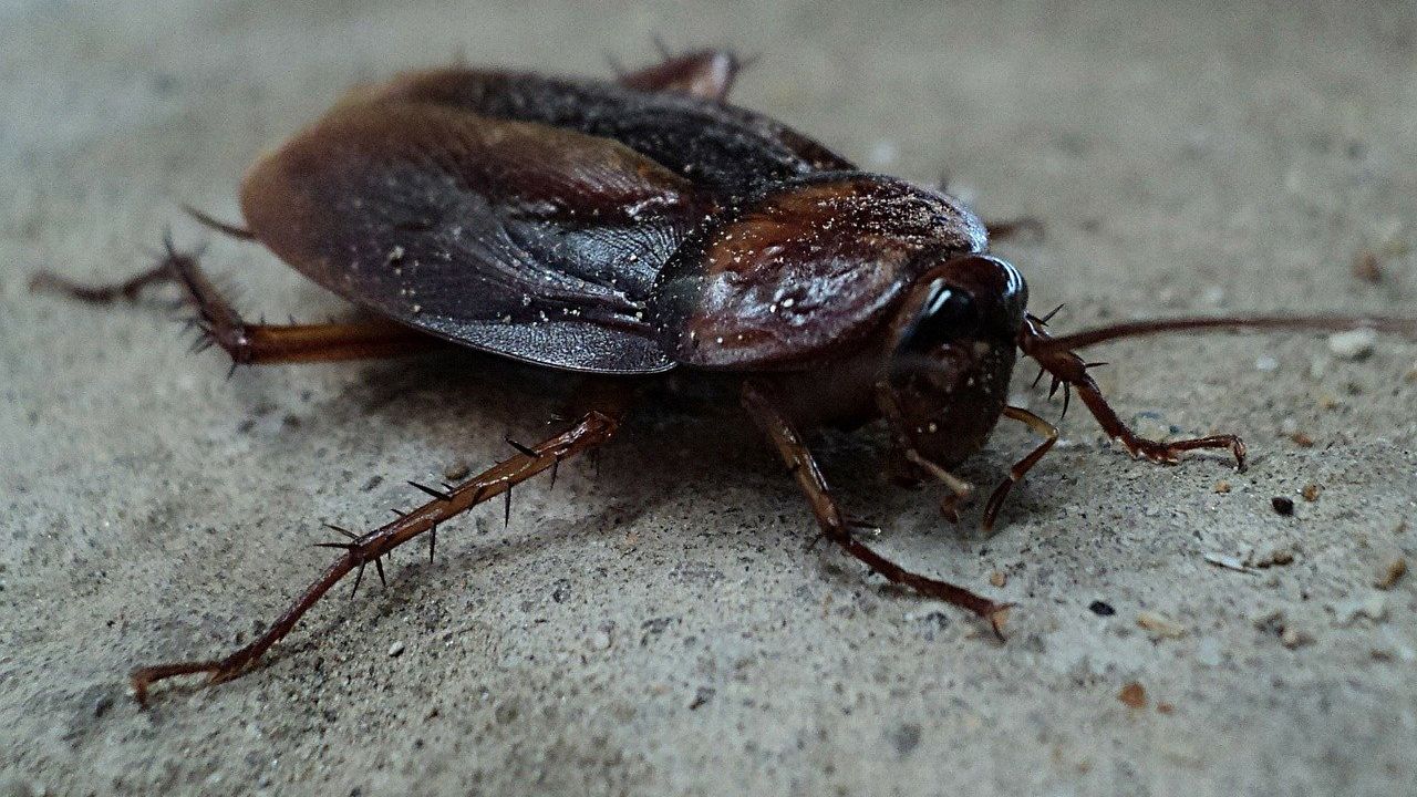 Encuentran una cucaracha marina gigante en las profundidades del océano