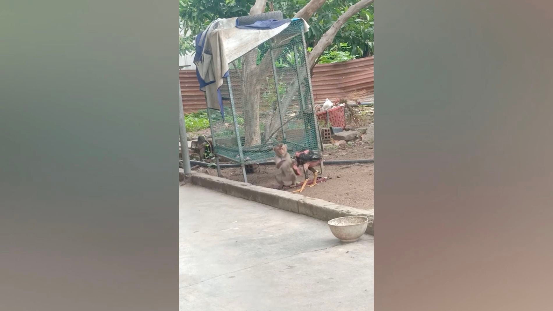 VÍDEO: La reñida pelea entre un mono y un gallo mientras un perro mira ...