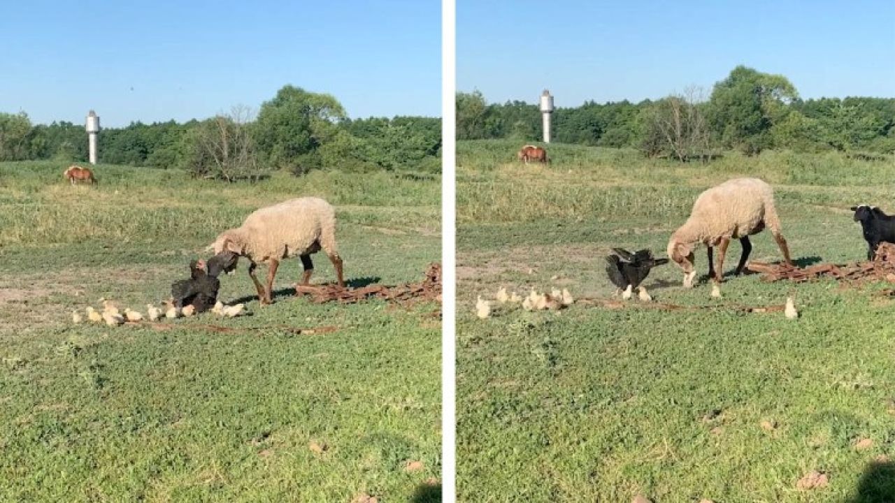 VÍDEO: Una gallina protege a sus pollitos de unas ovejas