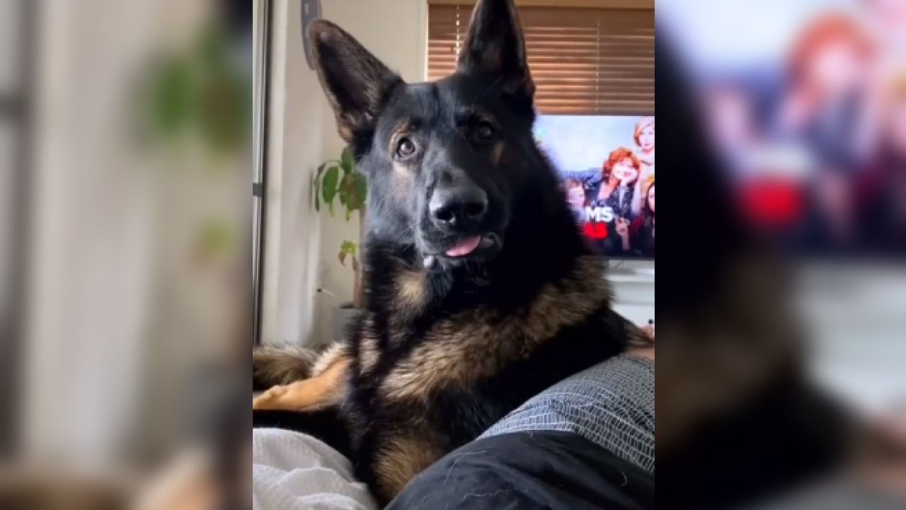 Viral: el perro tiktoker que detesta la cocaína