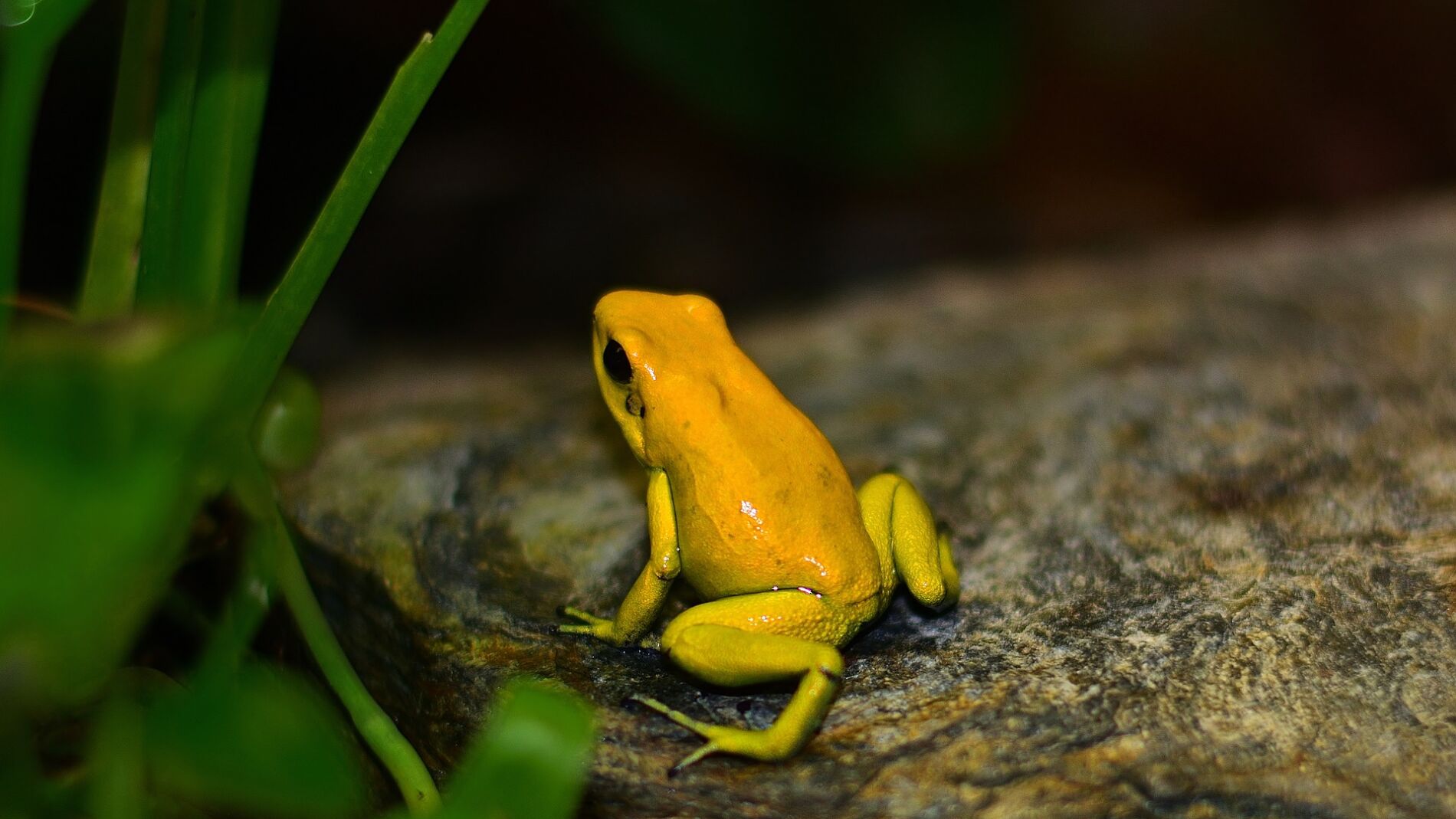 Una plaga de ranas amarillas invade la India