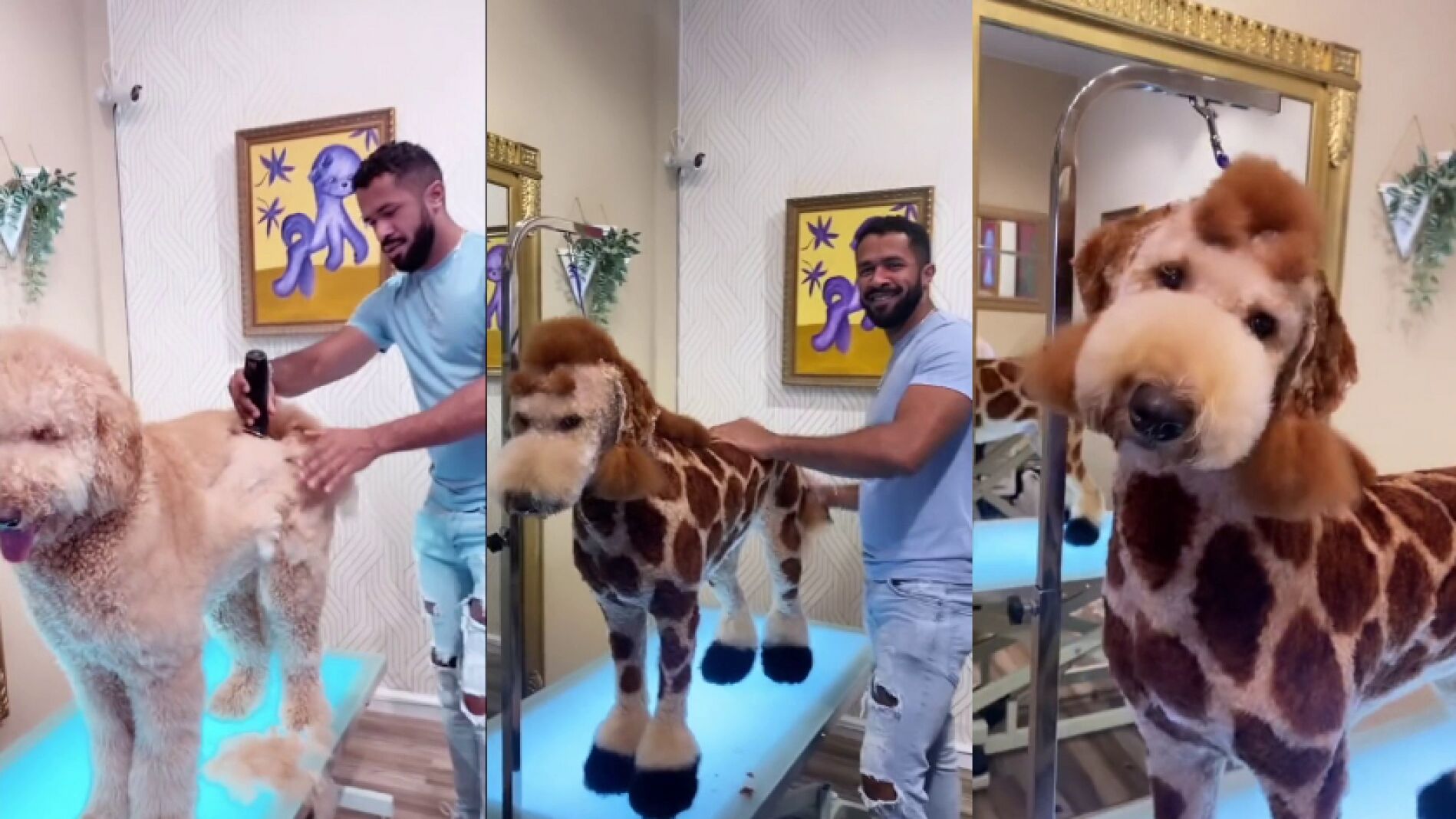Un peluquero de perros creativo transforma a un goldendoodle en jirafa