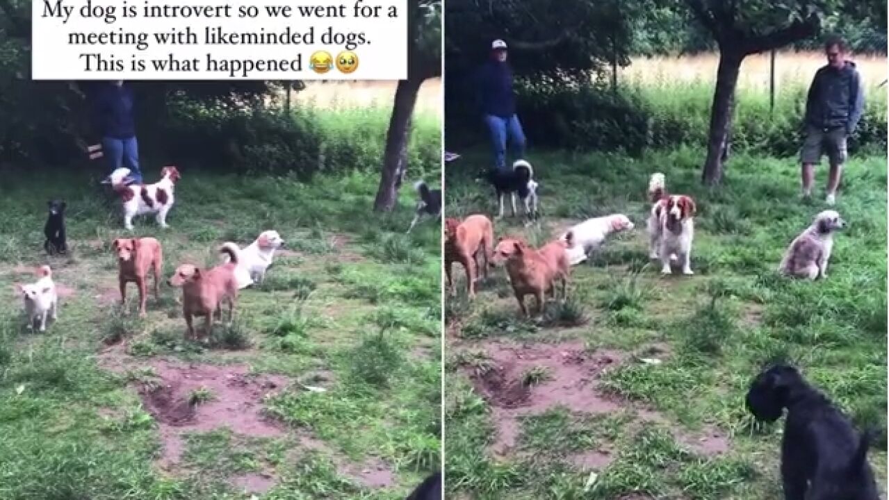 El divertido momento en que un grupo de perros tímidos no saben qué ...