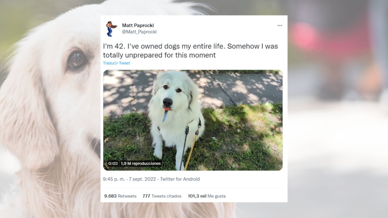 Un perro sostiene un cuchillo con la boca y su dueño no sabe cómo ...