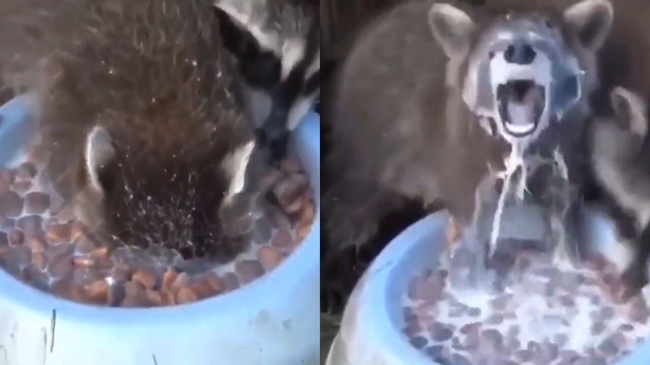 El vídeo del mapache más dramático: bebe con tanta ansia que necesita ...