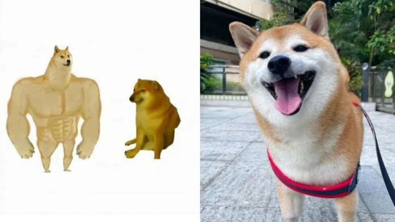 Muere Cheems Balltze, protagonista de los memes de 'perro grande vs perro pequeño'