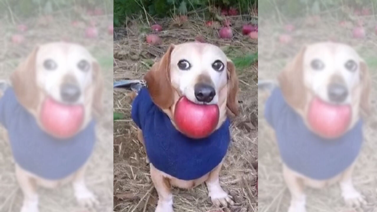 El meme del perro con una manzana que triunfa en TikTok gracias a la ...