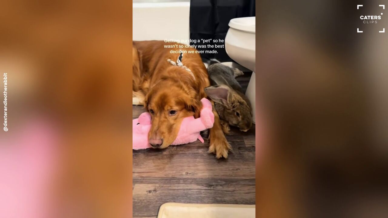 Cogen un conejo como mascota para que su perro Dexter no se sienta solo ...
