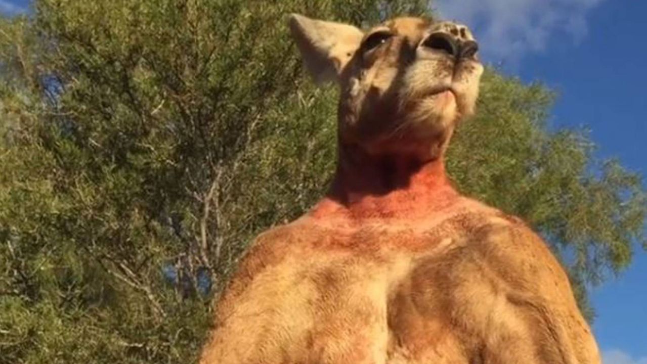 Muere a los 12 años Roger, el canguro culturista más fuerte del mundo