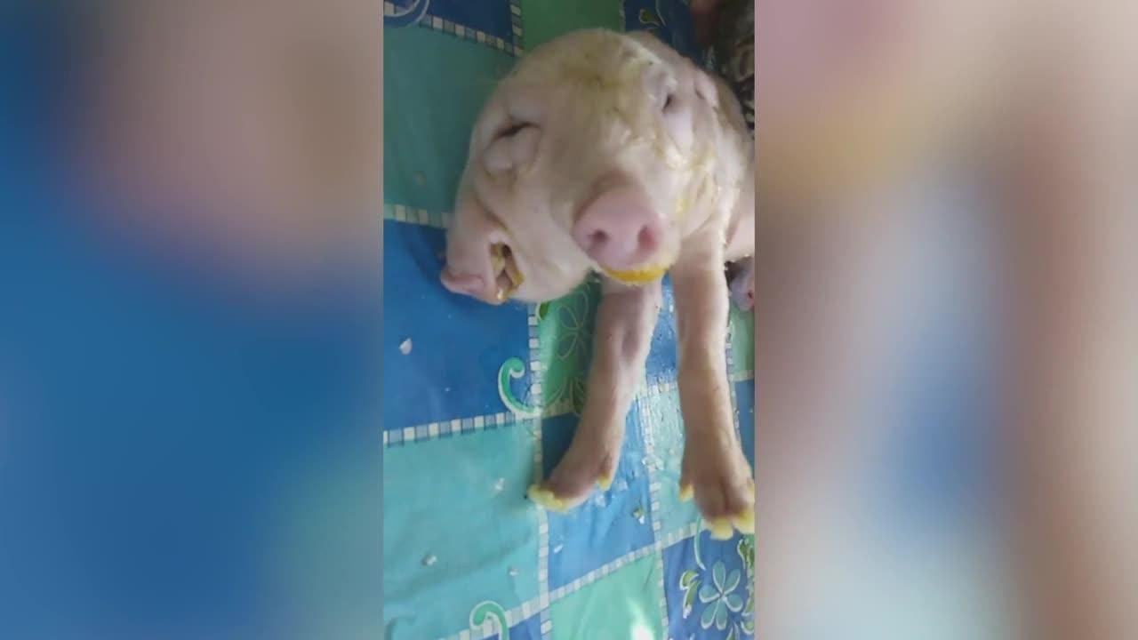 VÍDEO: Nace un cerdo mutante con dos cabezas y tres ojos durante la ...