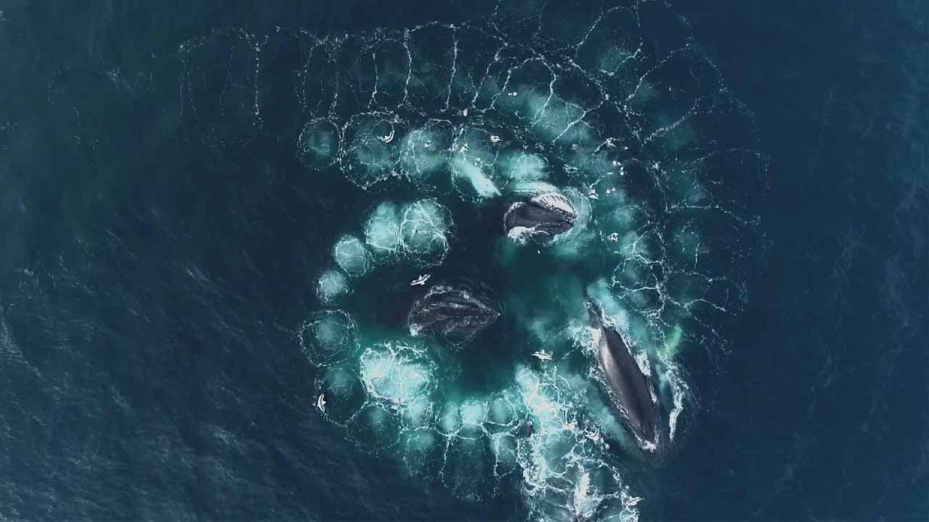 VÍDEO: ¿Qué hace este grupo de ballenas nadando en espiral?