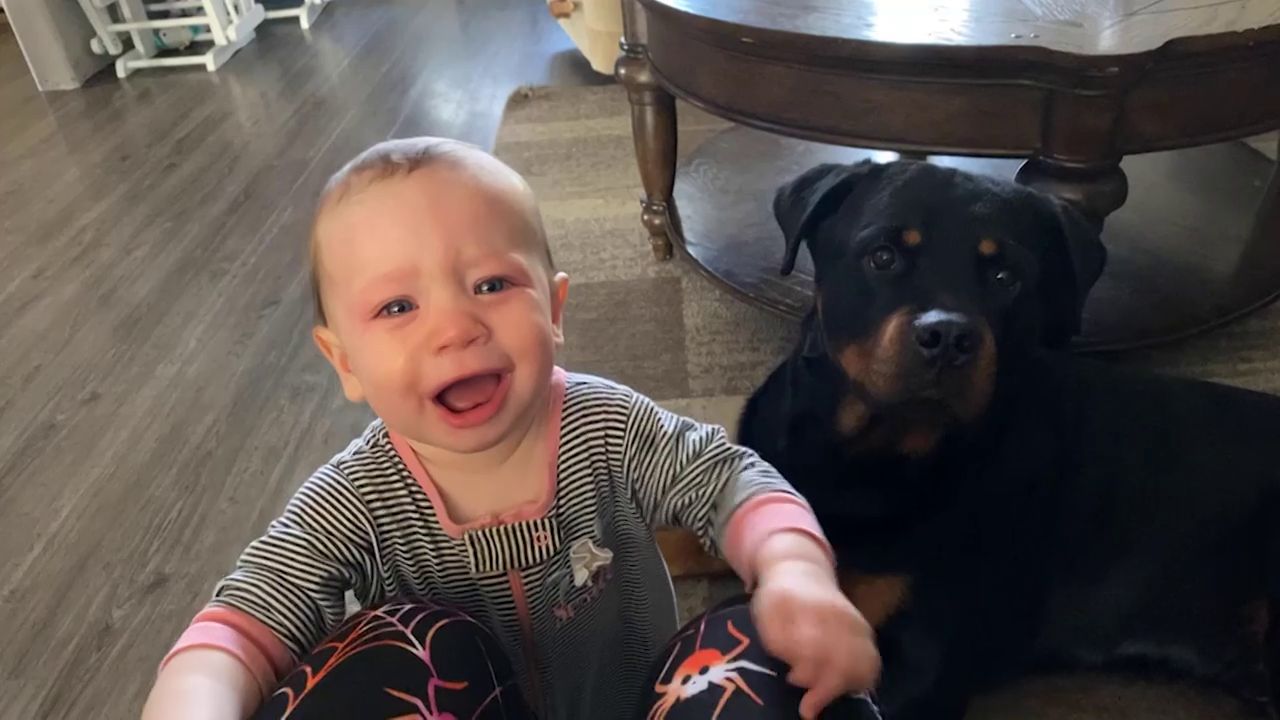 Un perro comienza a aullar para evitar que el bebé llore y lo consigue