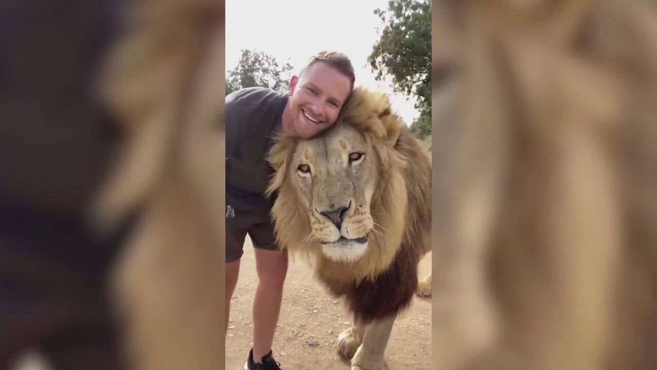 Shandor Larenty, el cuidador de animales que convive con leones y ...