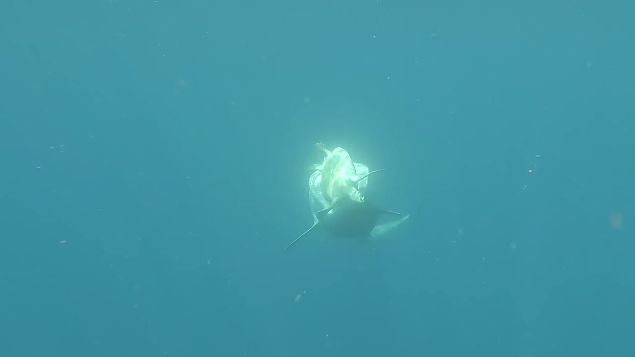 Una inteligente tortuga marina evitó ser devorada por un tiburón ...