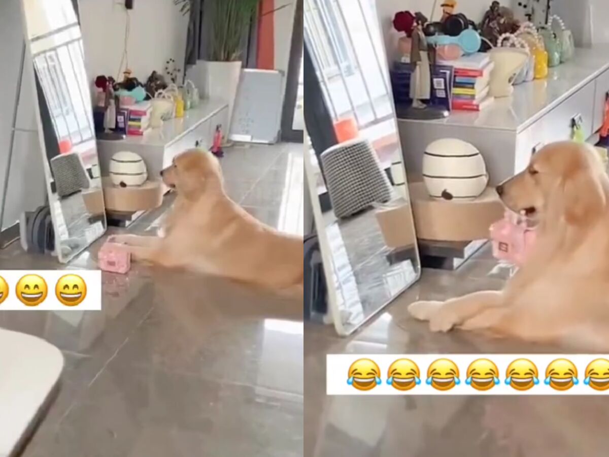 Por Qué Mi Perro Se Mira En El Espejo