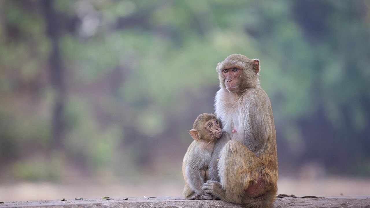 Estos monos han aprendido a chantajear a los turistas: les roban el ...