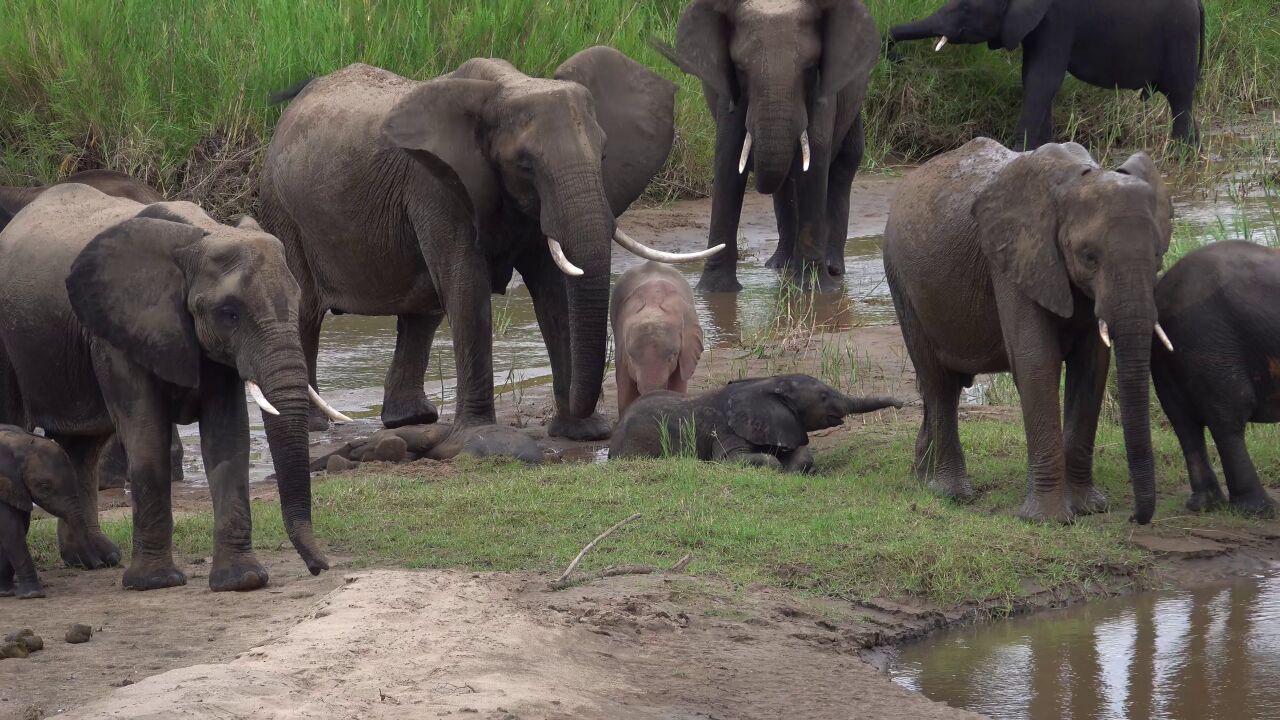 No estás soñando y este es un verdadero elefante rosa
