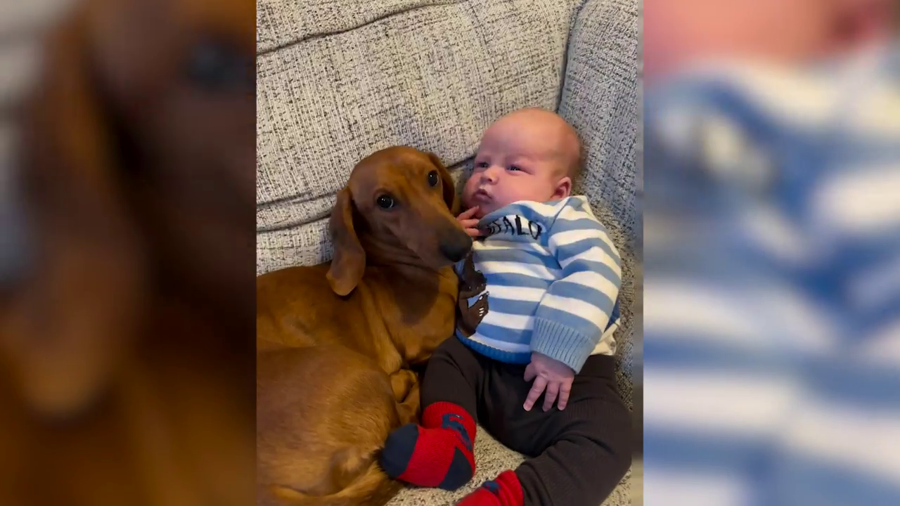 Los adorables vídeos de este perro salchicha llamada Darwin cuidando y ...
