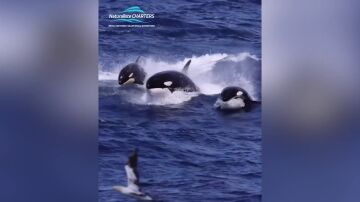 Imágenes increíbles y raras muestran a una intensa batalla entre orcas ...