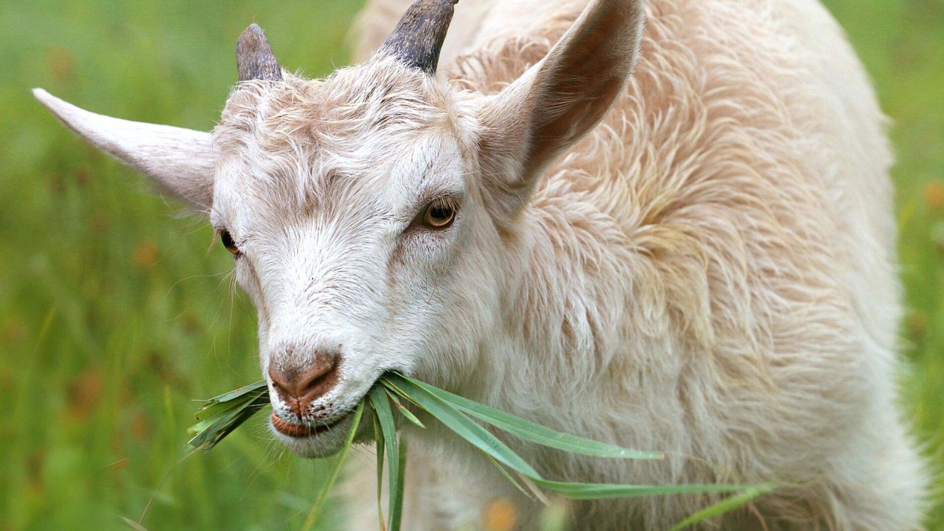 Cabras con churros de espuma en los cuernos: la historia detrás de este ...