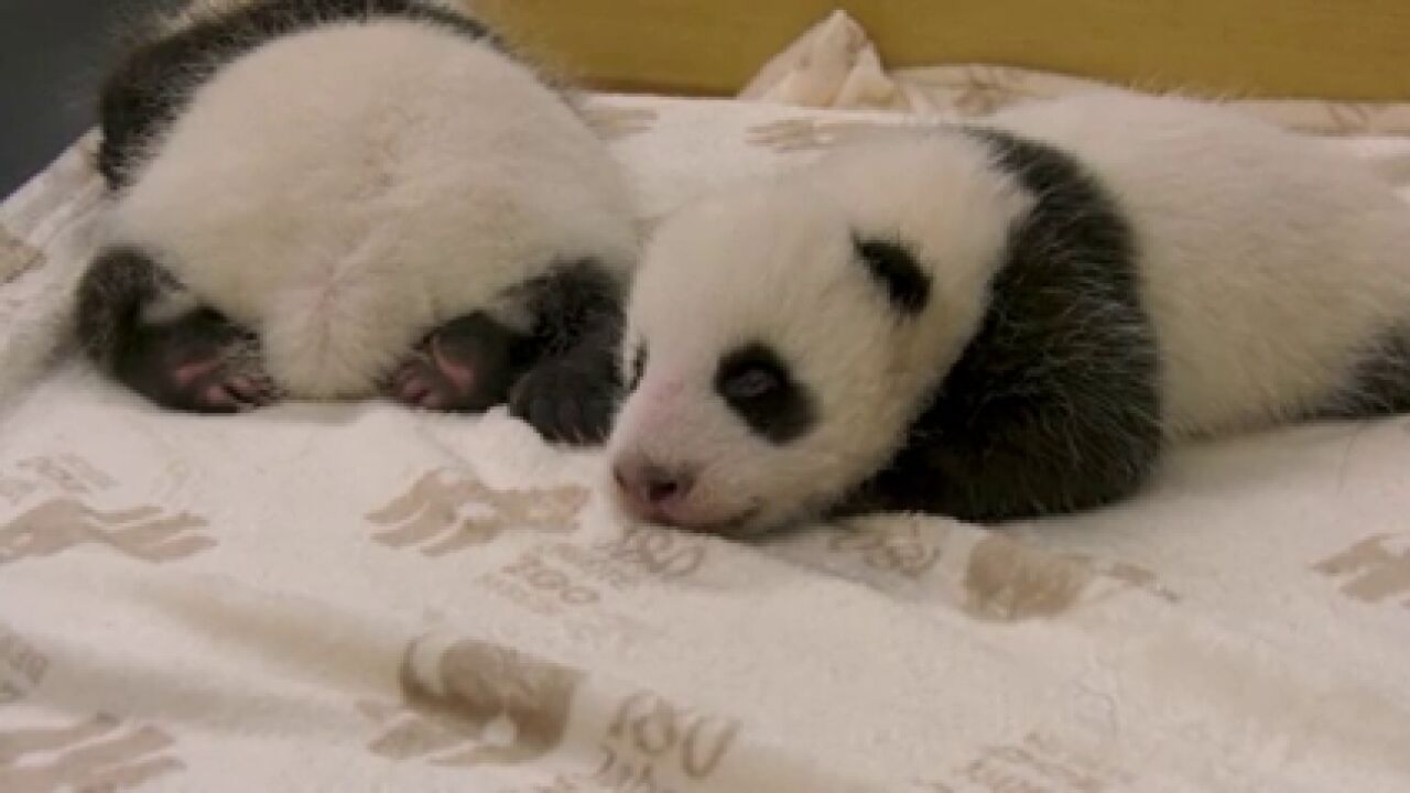 Los osos panda recien nacidos del zoo de Berlín abren los ojos por ...