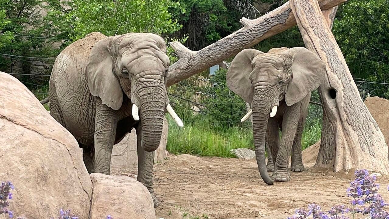 Un tribunal de Colorado niega que los cinco elefantes de un zoológico ...